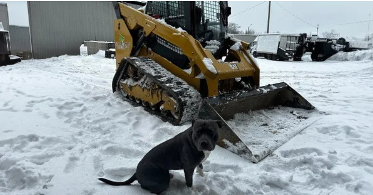 How LCW Industries Went the Extra Mile in Snow Removal—And Made a Dog’s ...